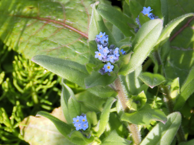 高館山273m～八森山234m: のんびり山歩き