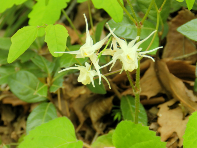 高館山273m～八森山234m: のんびり山歩き