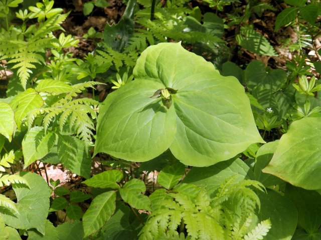 高館山273m～八森山234m: のんびり山歩き
