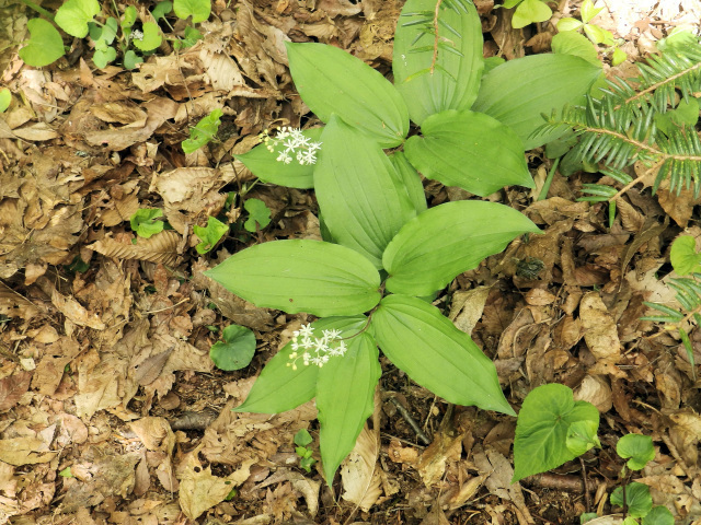 高館山273m～八森山234m: のんびり山歩き