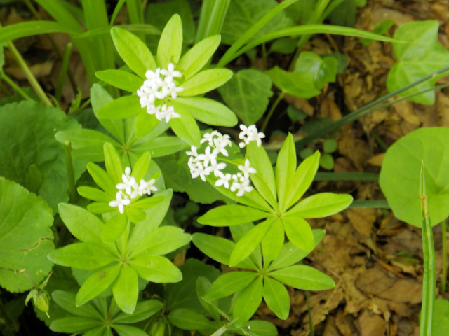 高館山273m～八森山234m: のんびり山歩き
