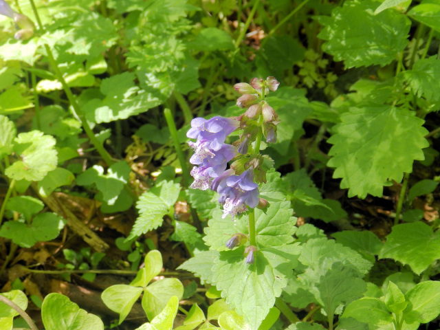 高館山273m～八森山234m: のんびり山歩き