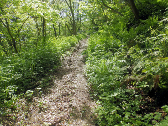 高館山273m～八森山234m: のんびり山歩き