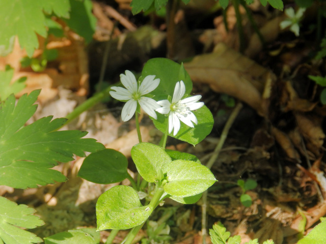 高館山273m～八森山234m: のんびり山歩き