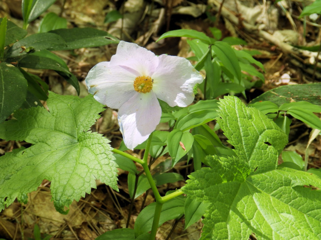 高館山273m～八森山234m: のんびり山歩き
