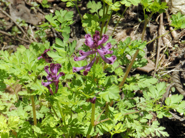 高館山273m～八森山234m: のんびり山歩き