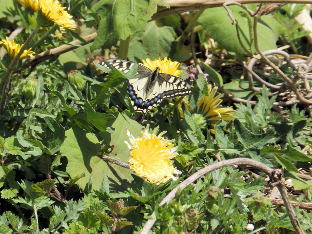 高館山273m～八森山234m: のんびり山歩き
