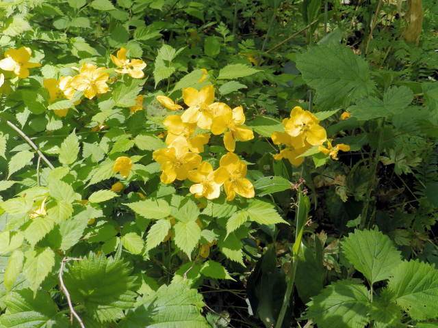 高館山273m～八森山234m: のんびり山歩き
